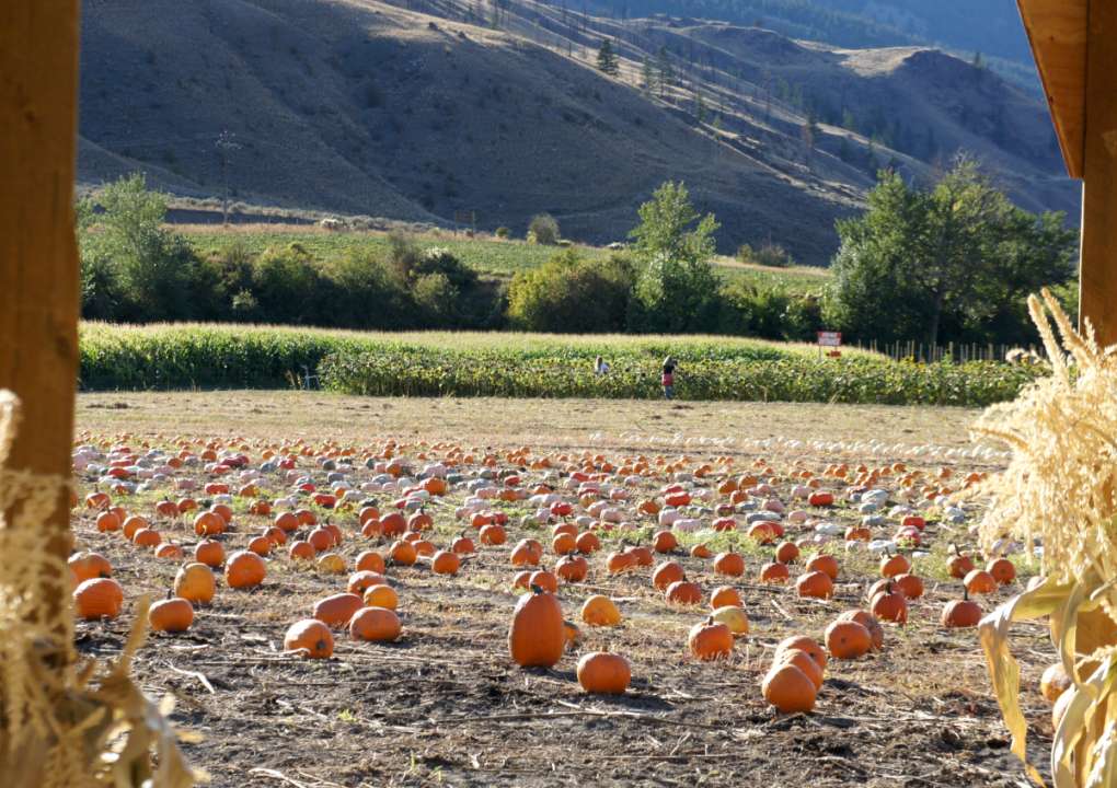 Adventure Field - Things to Do - Horsting's Farm Market